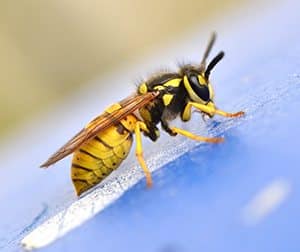 Yellow Jackets Exterminator in Connecticut & Western MA