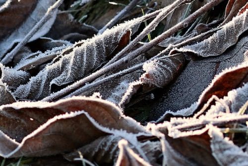 Cold Weather Insect Invader