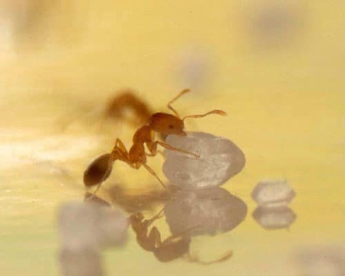 Pharaoh Ant Control in CT & MA | Richland Pest Bee