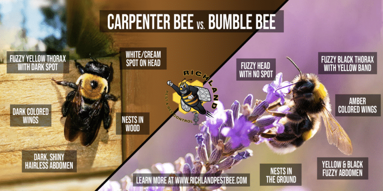 Carpenter Bees Facts | Richland Pest & Bee Control Blog