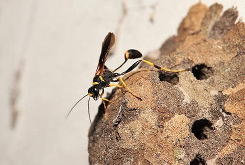 Mud Dauber Wasp Control in CT & MA | Richland Pest & Bee